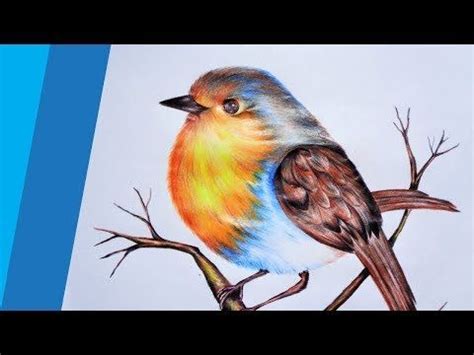 How To Draw A Bird Using Colour Pencils Bird Drawings Drawings Sparrow Drawing