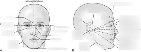 Skull Positioning Lines Landmarks Diagram Quizlet