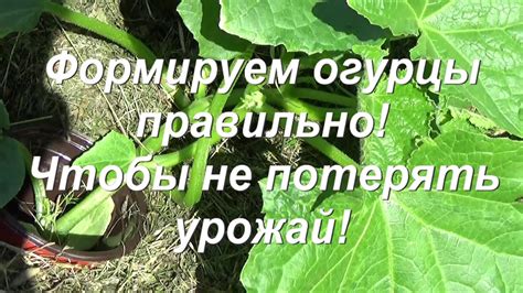 80. ОГУРЦЫ - правильное формирование куста, чтобы не потерять урожай ...