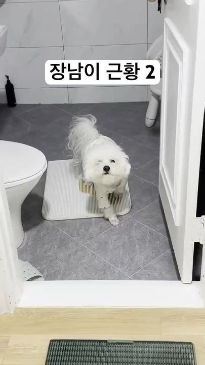 구독자들이 궁금해 하는 장남이 근황 비숑 장남이 Shorts Youtube