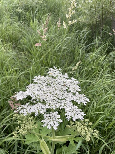 Common Cow Parsnip Heracleum Maximum Prairie Woods Arboretum
