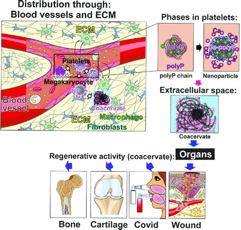 Site Of Polyp Formation And Its Distribution Pattern In Humans Left Download Scientific