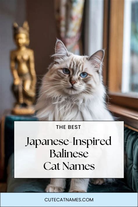 Struggling To Name Your Balinese Try These Elegant And Unique Picks