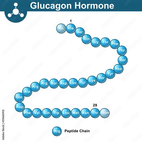 Glucagon Hormone Chemical Structure Stock Vector Adobe Stock