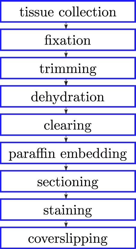 3 The Steps Of Tissue Processing For Microscopy Slides Download Scientific Diagram