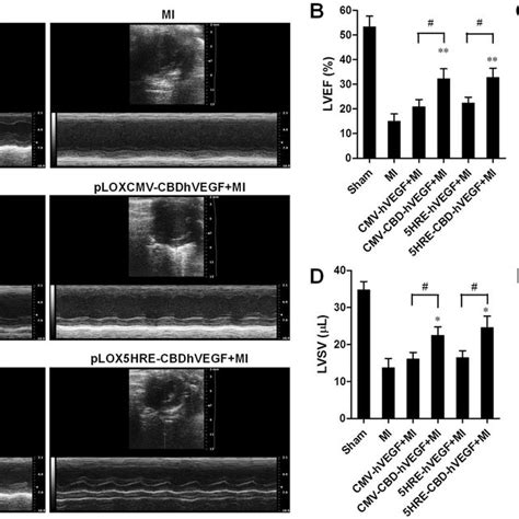 Evaluation Of Left Ventricle Function By Echocardiography A Download Scientific Diagram