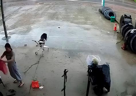 Mulher Se Distrai E Carrinho Com Bebê Atravessa Rua Sozinho Veja O
