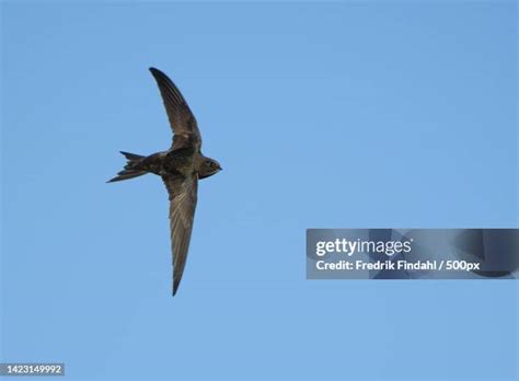 Low Angle View Of Eagle Flying Against Clear Blue Sky High Res Stock