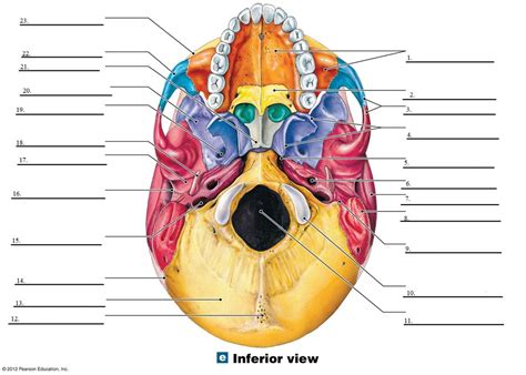 Inferior Skull Bio 2101 Diagram Quizlet