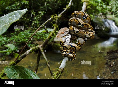 Close Up Juvenile Reticulated Python Python Reticulatus Resting On