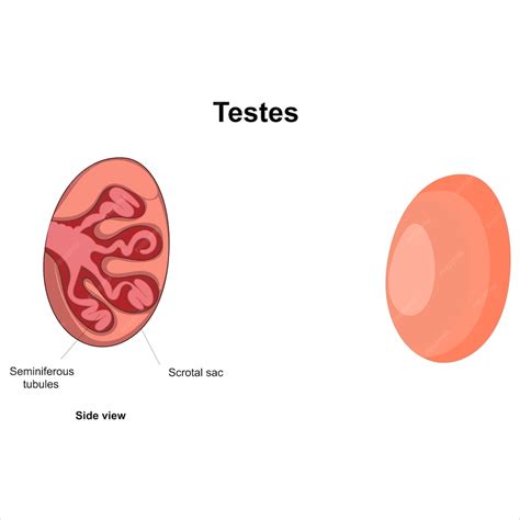 Premium Vector Testes Labeled Illustration