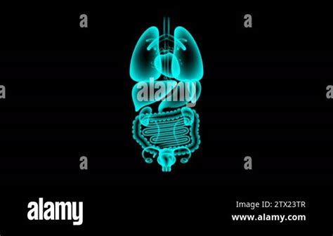 Human Female Organs X Ray Set Uterus And Ovaries Infection Concept