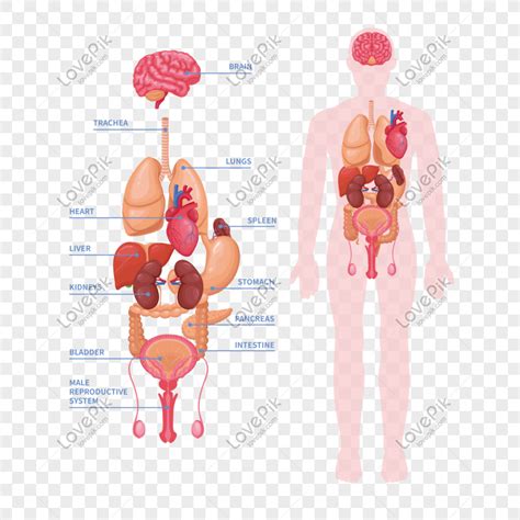 인체 기획 Png 일러스트 무료 다운로드 Lovepik