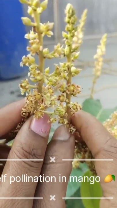Self Pollination In Mango Plants Pollination In Mango Youtube