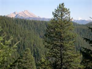 Leveraging Machine Learning And Robust Small Area Estimation Methods