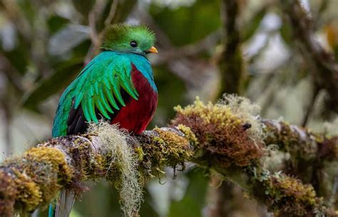 What Do Quetzal Birds Eat