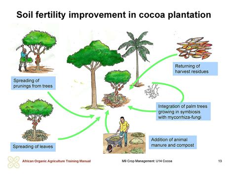 Organic Africa Maintenance Of Cocoa Plantations