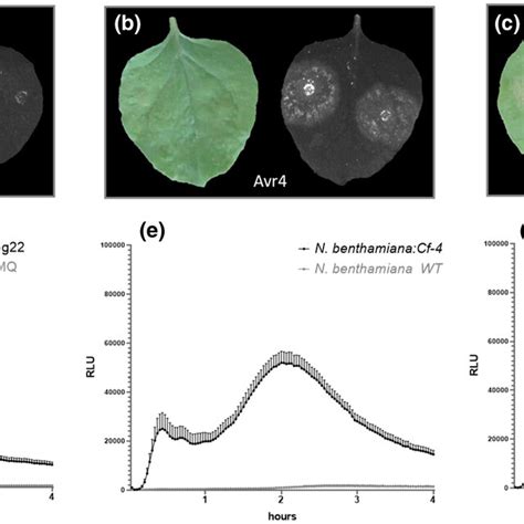 visible cell death symptoms left and detected red light signal