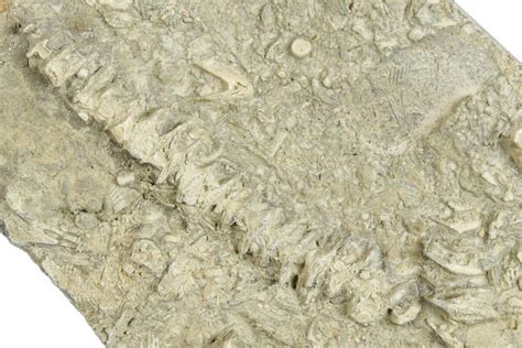 1 95 Archimedes Screw Bryozoan Fossil Illinois 282697 For Sale