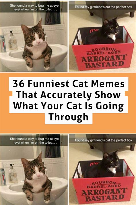 36 Funniest Cat Memes That Accurately Show What Your Cat Is Going