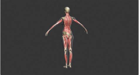 Female Muscle Anatomy 3d Model By Dcbittorf