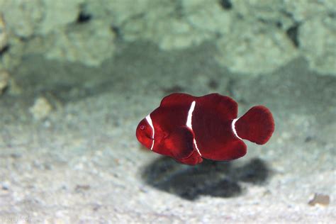 Maroon Clownfish Took A Bit Of Investigation To Identify T Flickr