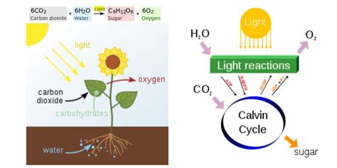 Photosynthesis Definition Steps Equation Process Diagram