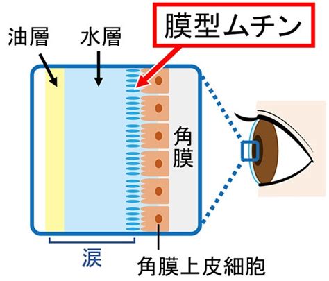 日本メナード化粧品、ブルーライトが目のうるおいに重要な膜型ムチンの産生を低下させることを発見 日本メナード化粧品株式会社のプレスリリース