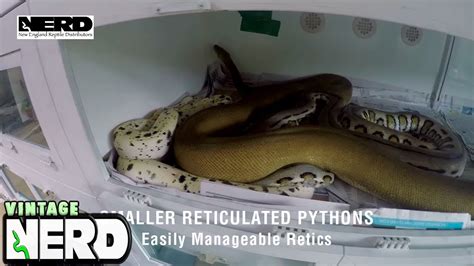 Smaller Reticulated Pythons Easily Manageable Retics Youtube