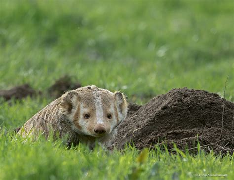 Ask The Naturalist Do Badgers Hibernate