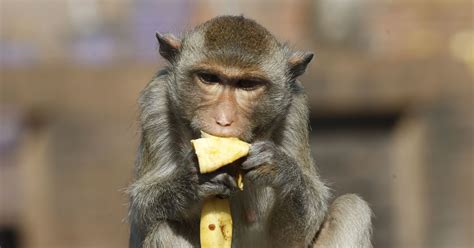 This Years Bad Sex In Fiction Award Recognizes A Passage Comparing A Penis To A Small Monkey Vox