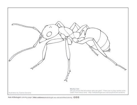 Ask A Biologist Ant Anatomy Coloring Page