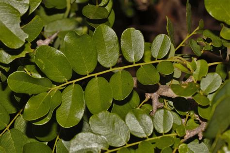 African Blackwood Dalbergia Melanoxylon