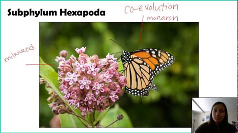 Subphylum Hexapoda