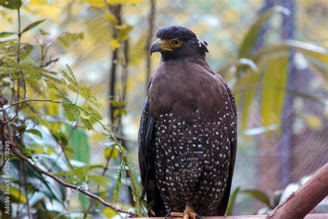 Philippine Serpent Eagle Eagle Perched Nicely On The Branch With Beautiful Environment Stock