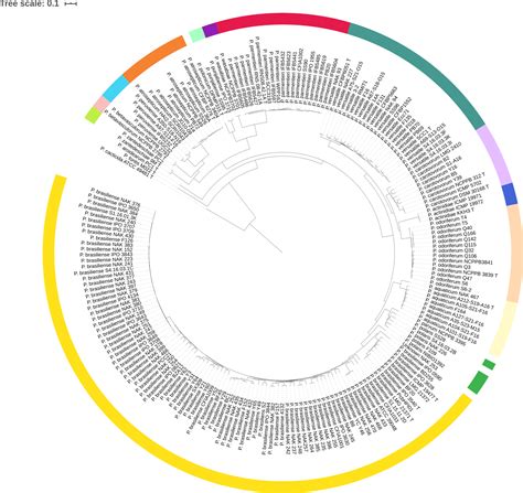 Part 5 Phylogeny — Pantools 3 4 0 Documentation