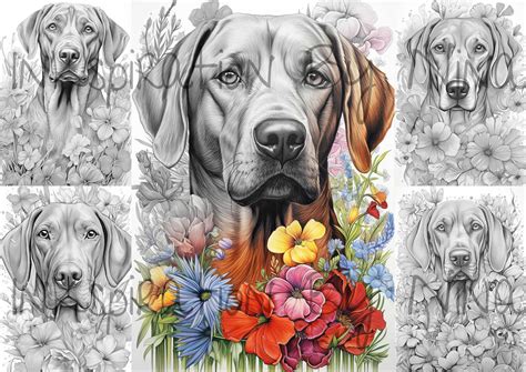 Rhodesian Ridgeback Coloring Pages 20 Premium Adult Coloring Sheets