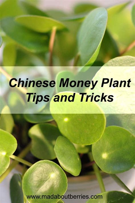 How To Grow Chinese Money Plants Artofit