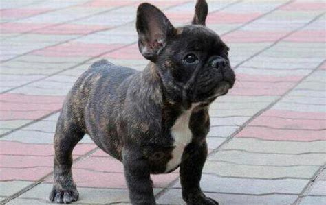 世界名犬——法国斗牛犬（french Bulldog）名犬法国斗牛犬看门犬新浪新闻