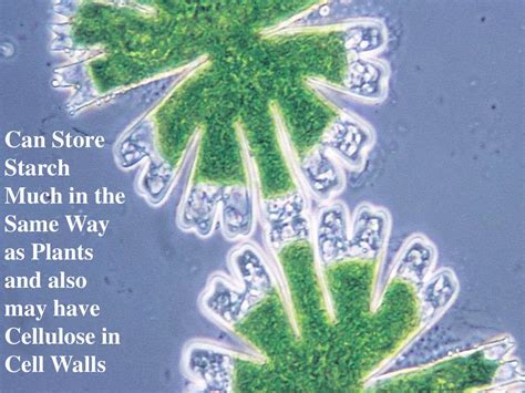 Algae Characteristics Types And Its Classification Biology Educare Riset