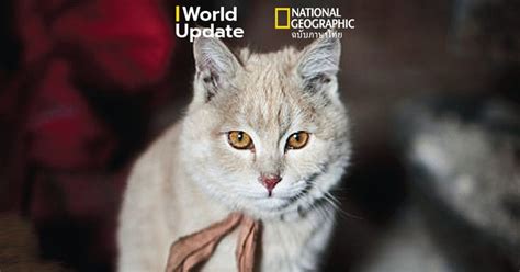 โปแลนด์จัดแมวเป็น เอเลี่ยนสปีชีส์ เหตุทำลายความหลากหลายชีวภาพ