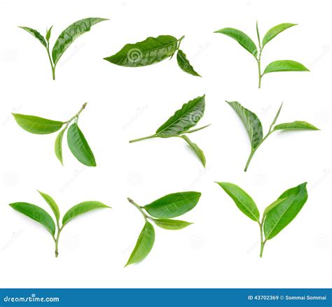 Green Tea Leaf Collection On White Background Stock Image Image 43702369