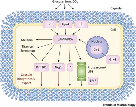 Cryptococcus Neoformans Trends In Microbiology