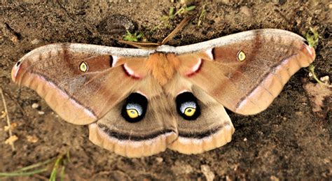 Polyphemus Moth Description Size Photographs