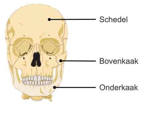 Botten Biologie Uitleg And Videos
