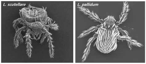쯔쯔가무시 증상 원인 치료 진드기 물린자국 가피이 있을 때 빨리 치료받으세요 네이버 블로그