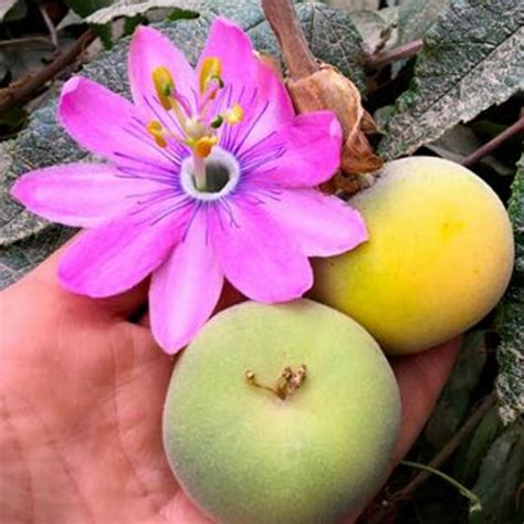 Passiflora Coactilis Tauso Passion Fruit 10 Seed Pack Online Seed