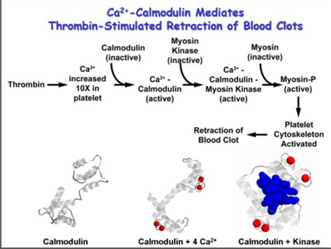 Calcium Signaling And Homeostasis Flashcards Quizlet