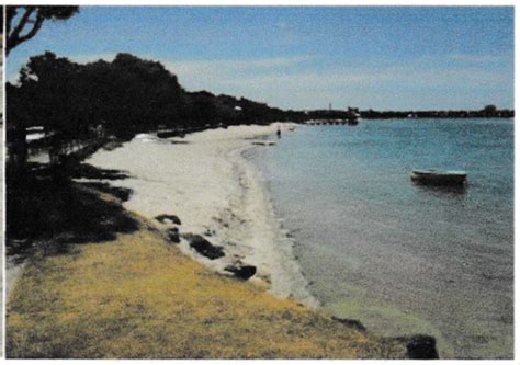 Trichodesmium Algal Bloom In The Pumicestone Passage Take Action For