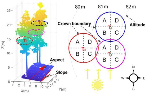 Estimating Individual Tree Above Ground Biomass Of Chinese Fir Plantation Exploring The